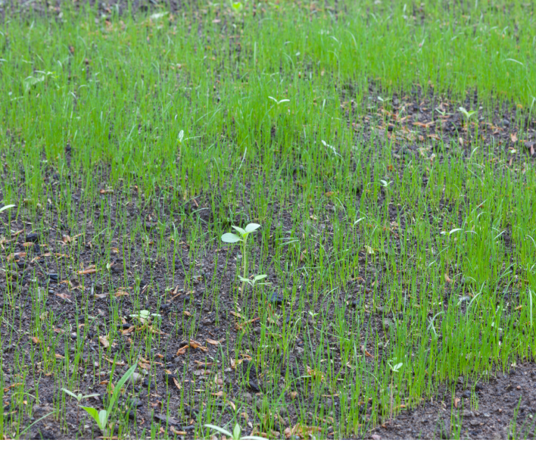 Homeowner Tips for Caring for a Newly Seeded Lawn - Bollig Engineering